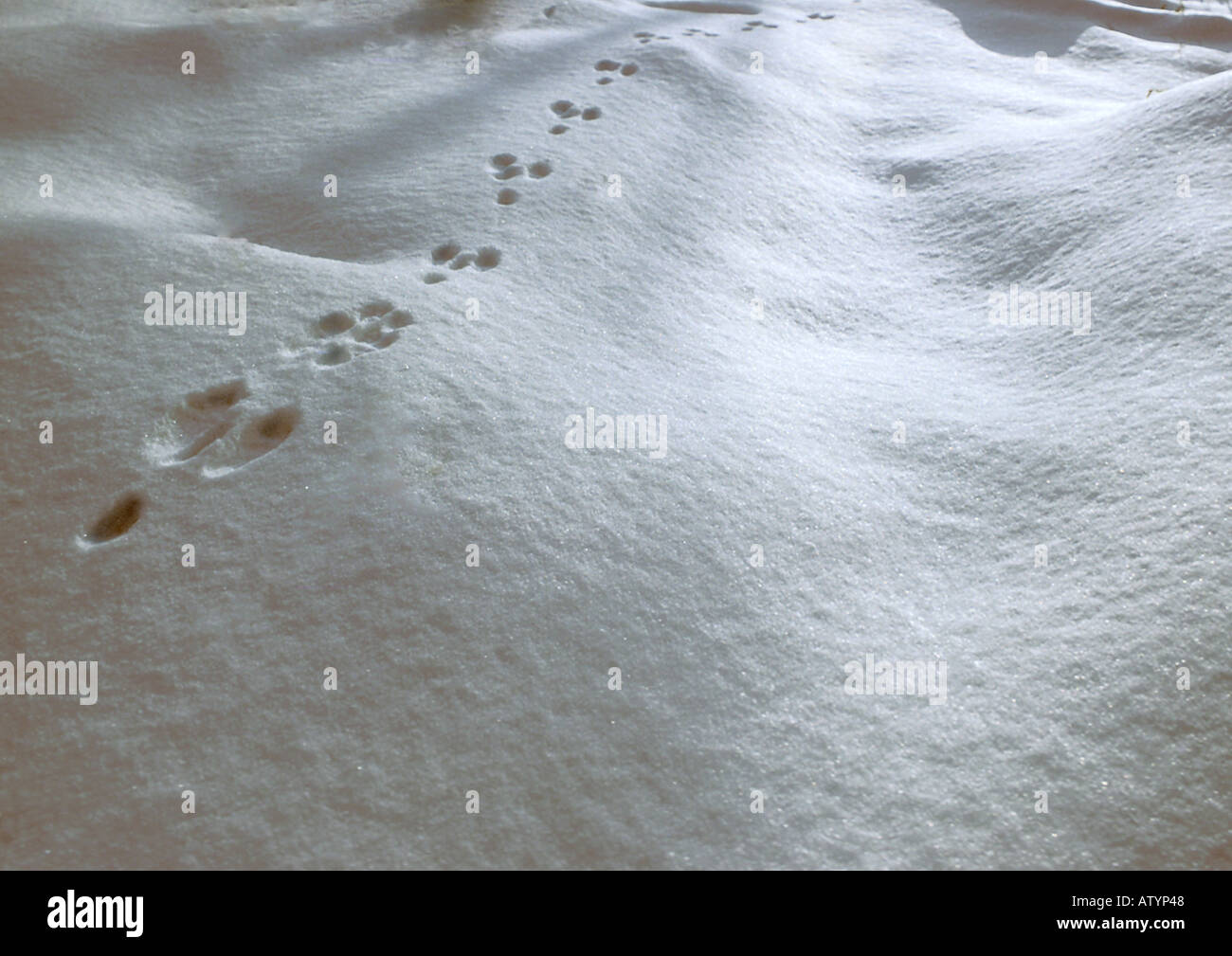 Rabbit prints in snow Stock Photo - Alamy