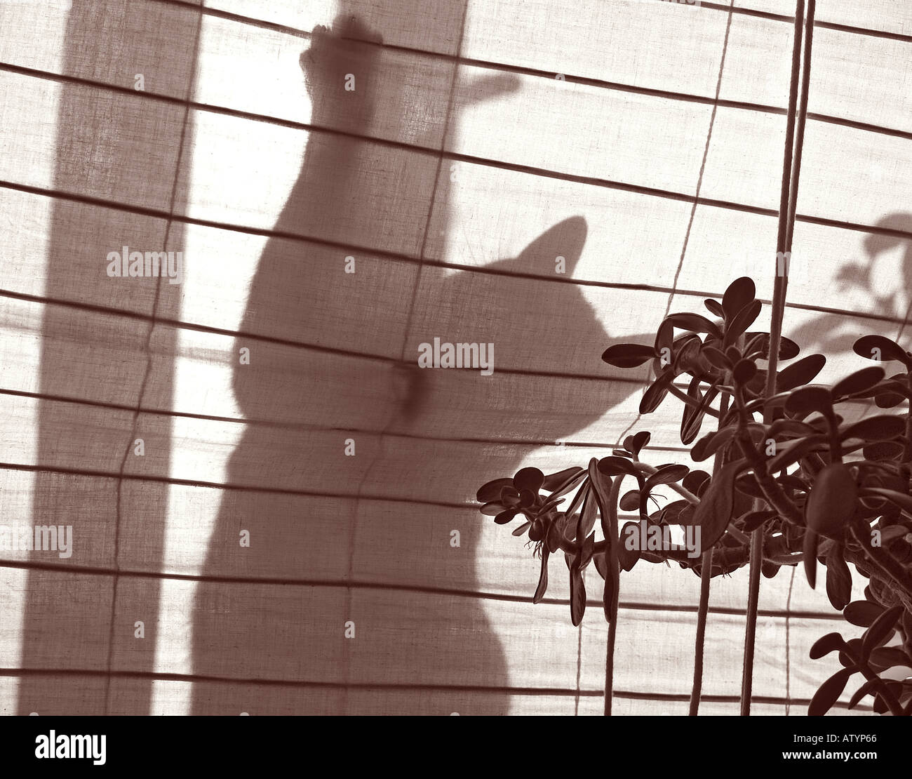 Silhouetted cats hi-res stock photography and images - Alamy
