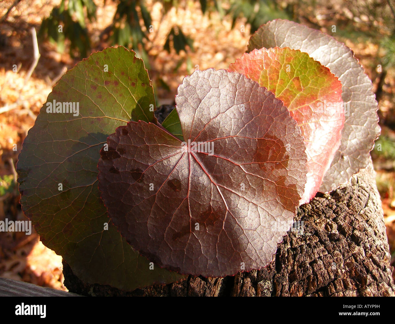 Wandflower hi-res stock photography and images - Alamy