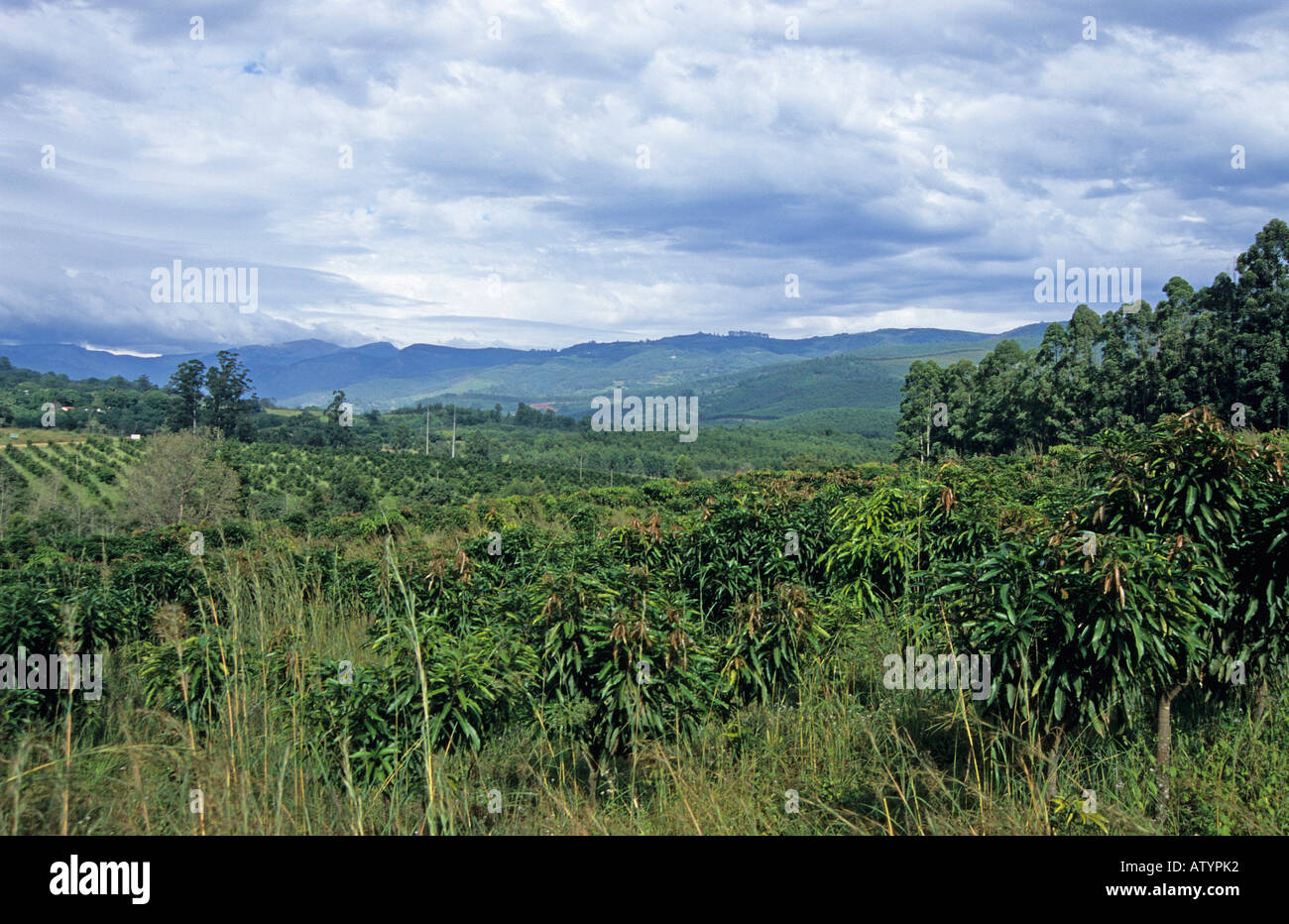 Tzaneen High Resolution Stock Photography and Images - Alamy