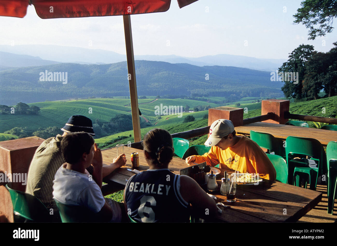 The Magoebaskloof Tree Plantation Stock Photo - Alamy