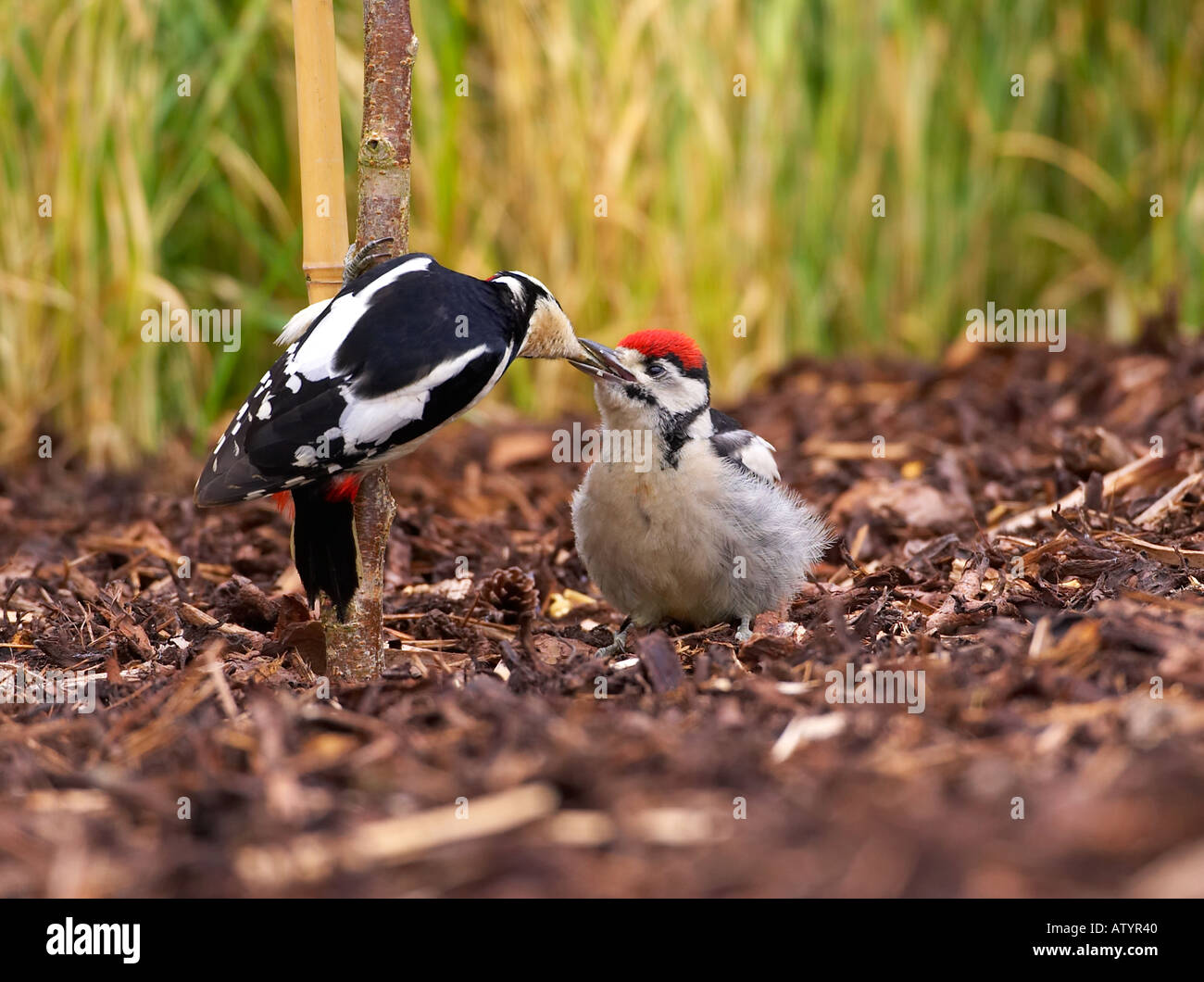 great spotted woodpecker feeding its chick dendrocopos major Stock ...