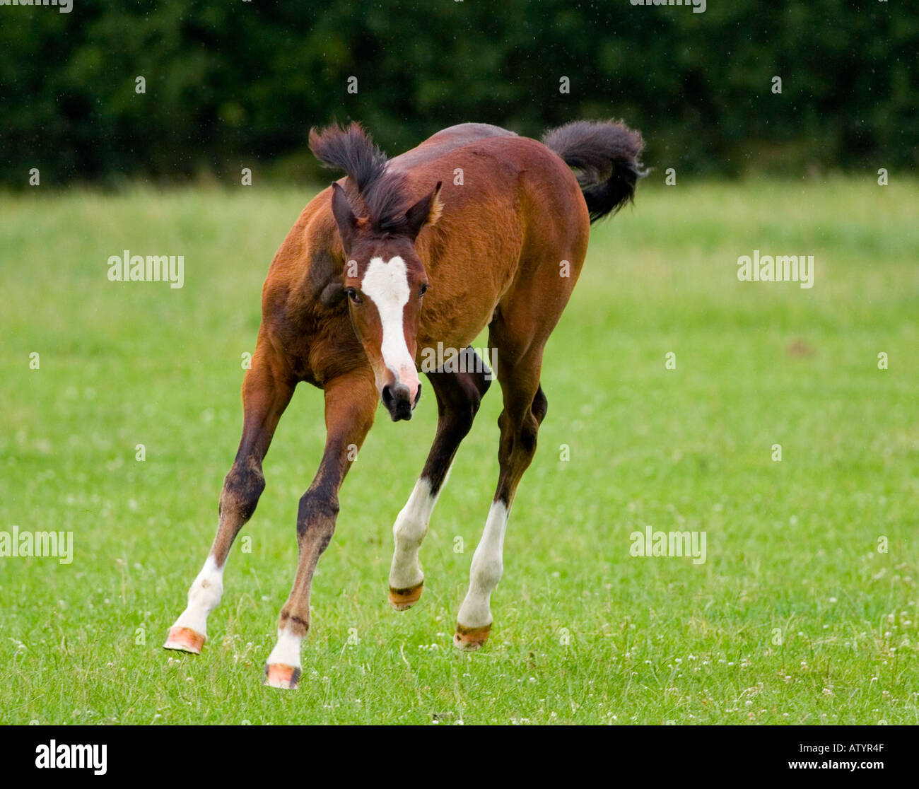 foal cavorting in the rain Stock Photo - Alamy