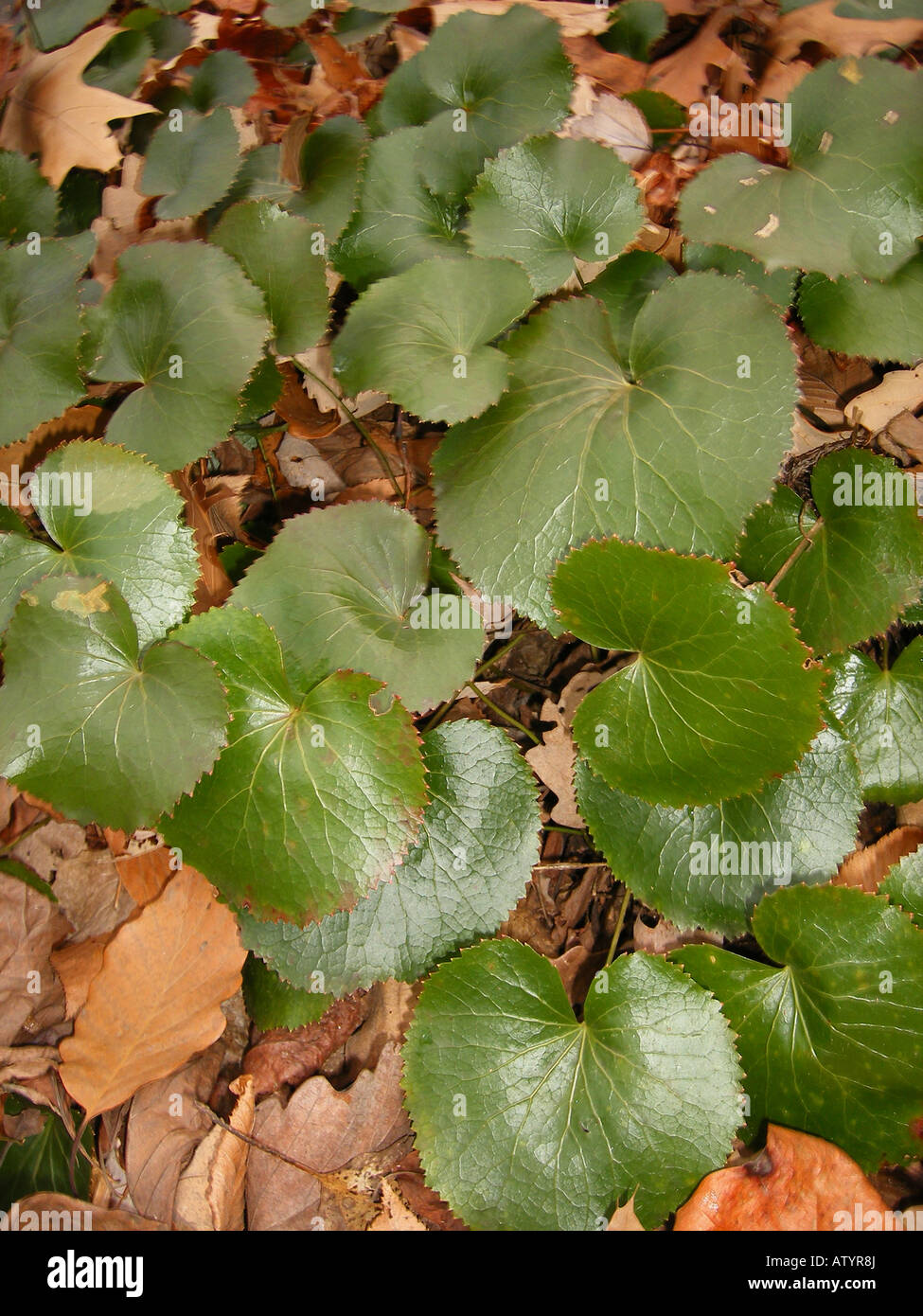 Virginia stock plant hi-res stock photography and images - Alamy