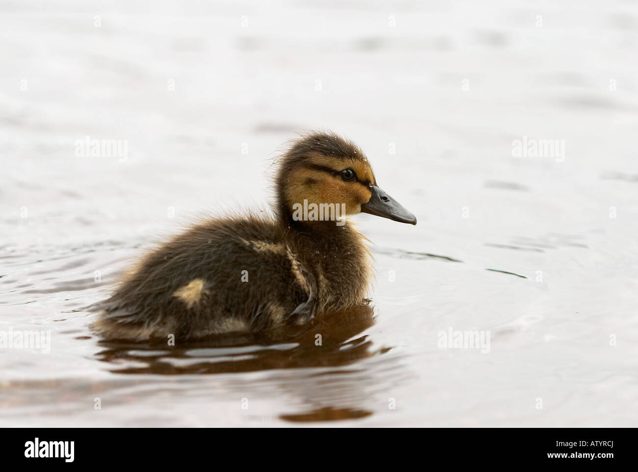 Portrait of a duck Stock Photo - Alamy