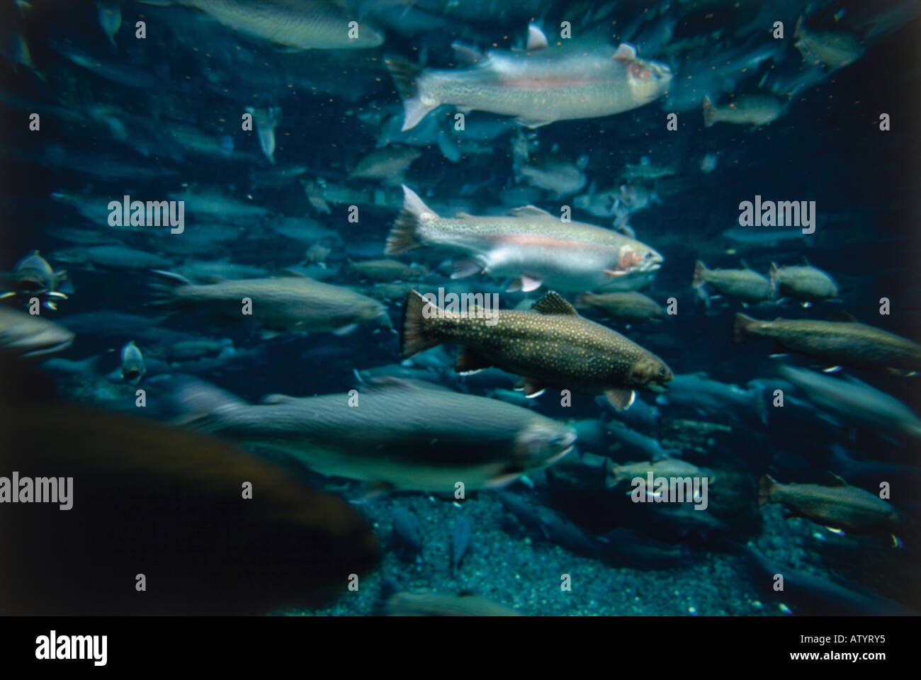 Rainbow trout new zealand hi-res stock photography and images - Alamy