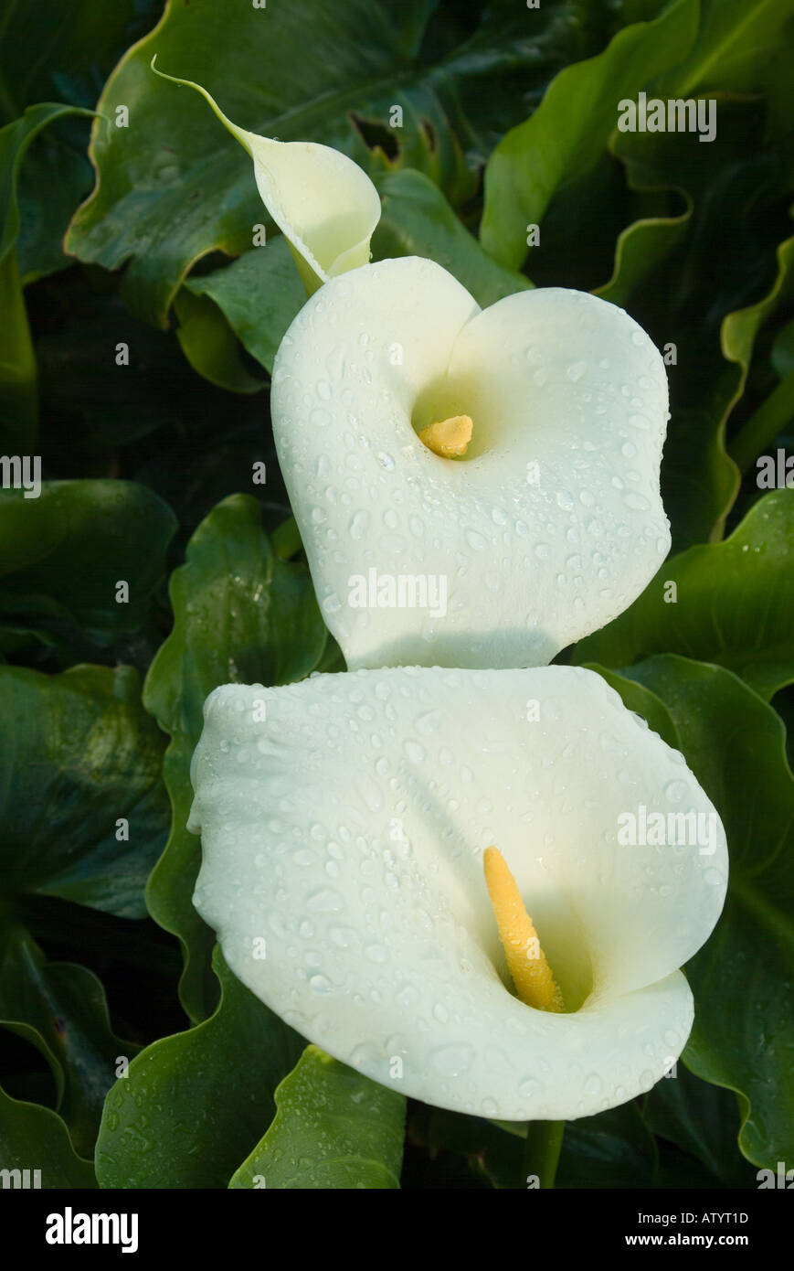 Zantedeschia aethiopica, arum lilies also known as call lillies are a ...