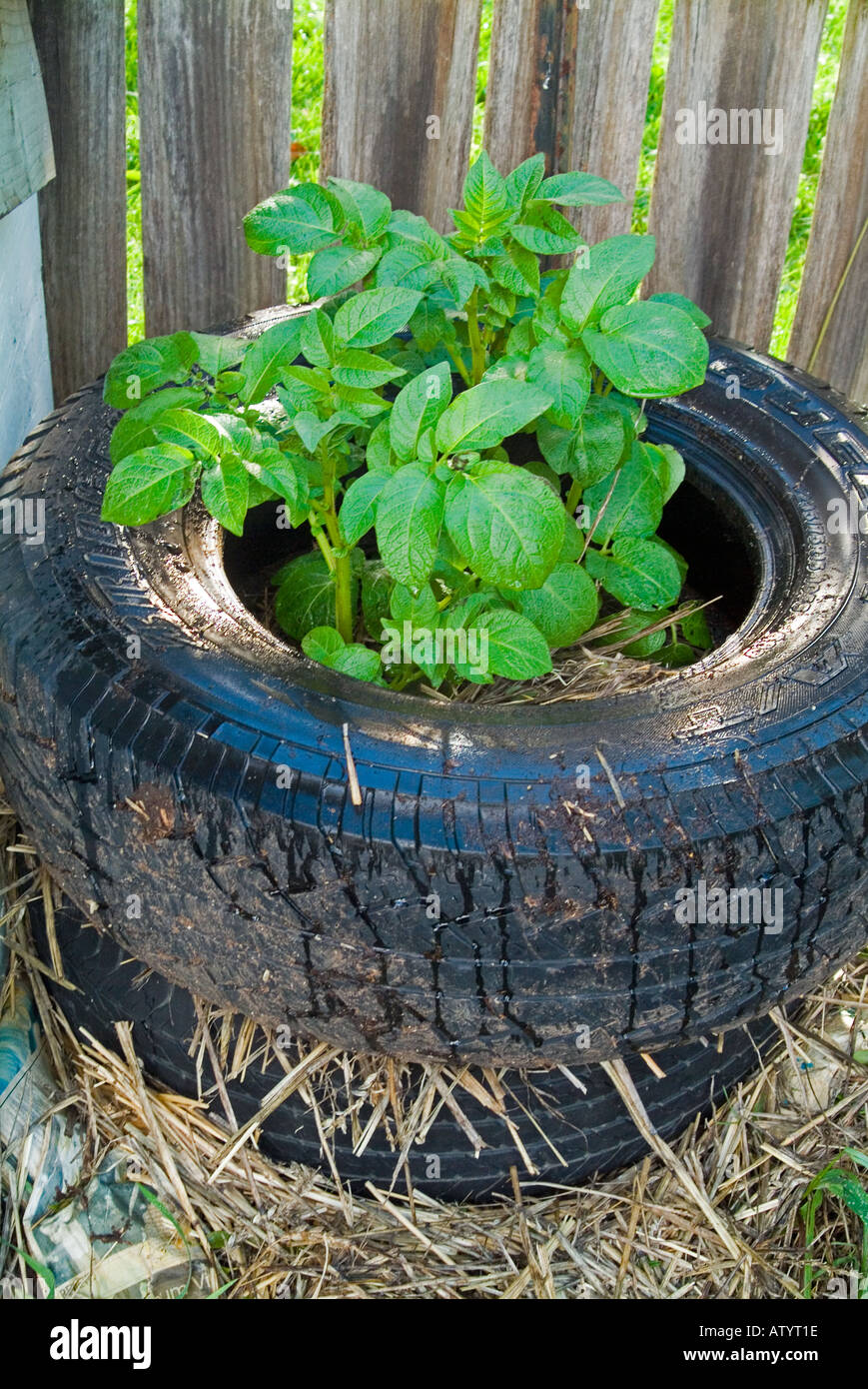 Potatoes being grown in old tyres Stock Photo - Alamy