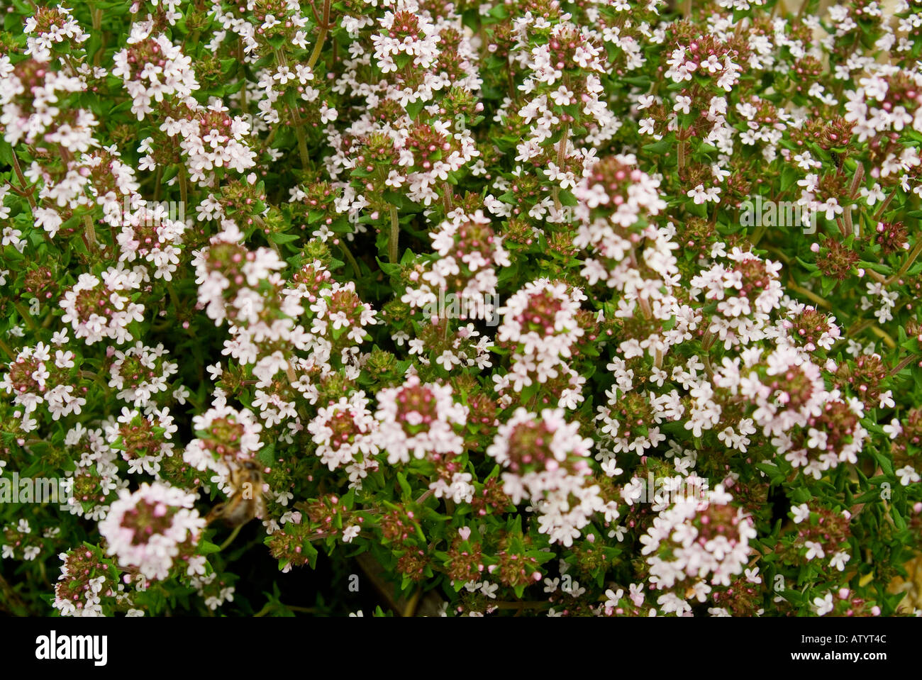 Thyme in flower Stock Photo - Alamy