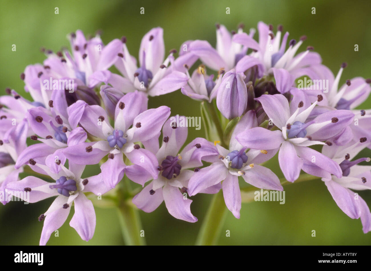 Scilla verna (Spring squill Stock Photo - Alamy