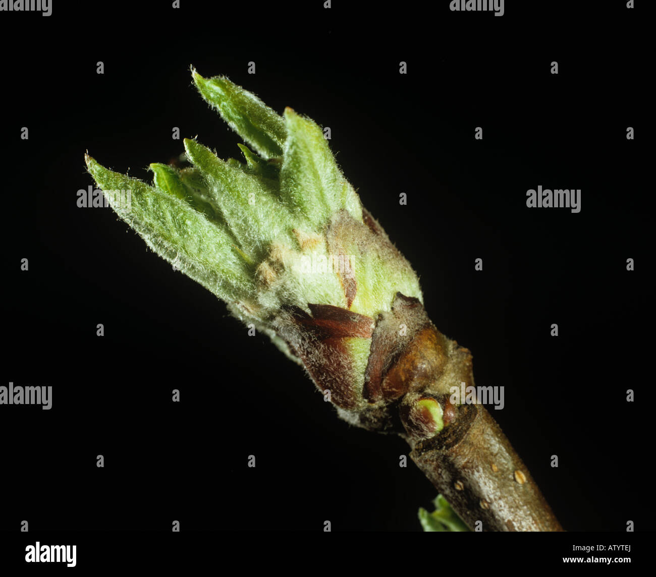 Apple bud opening in early spring leaves appearing in green cluster ...