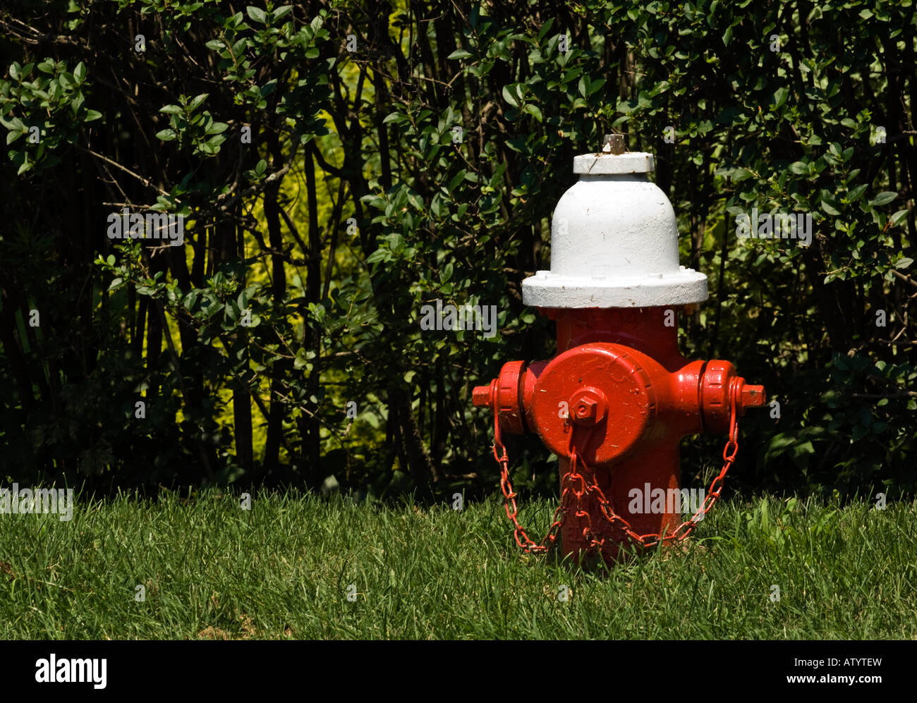 Red Fire Hydrant with white top in green grass against green hedge ...