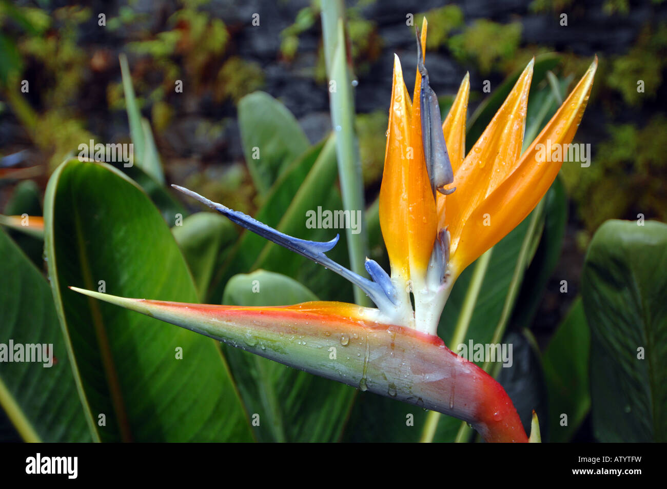 Bird of Paradise Flower (Strelitzia Reginae Stock Photo - Alamy