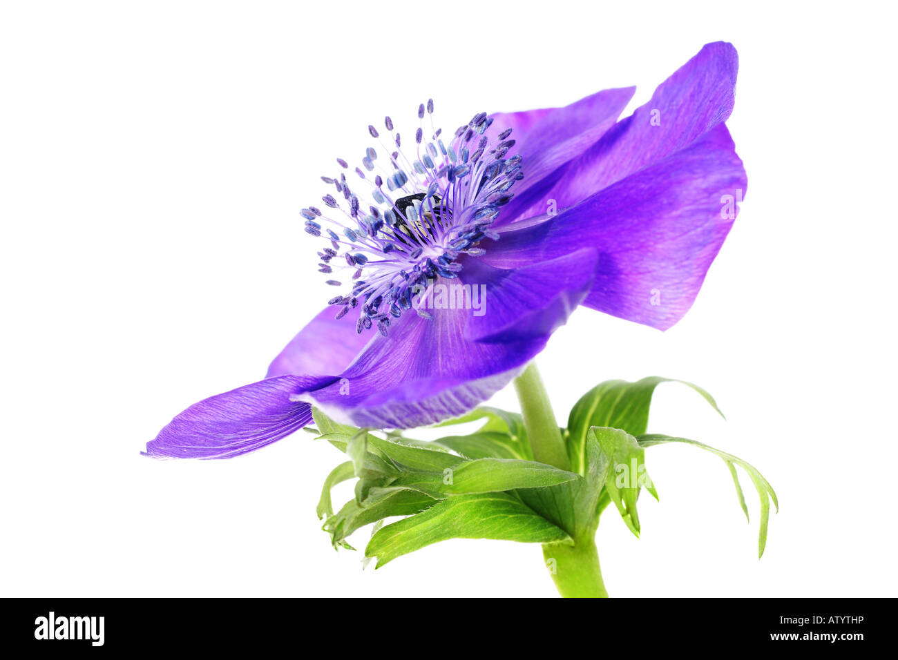 White and purple intricate flower hi-res stock photography and images ...