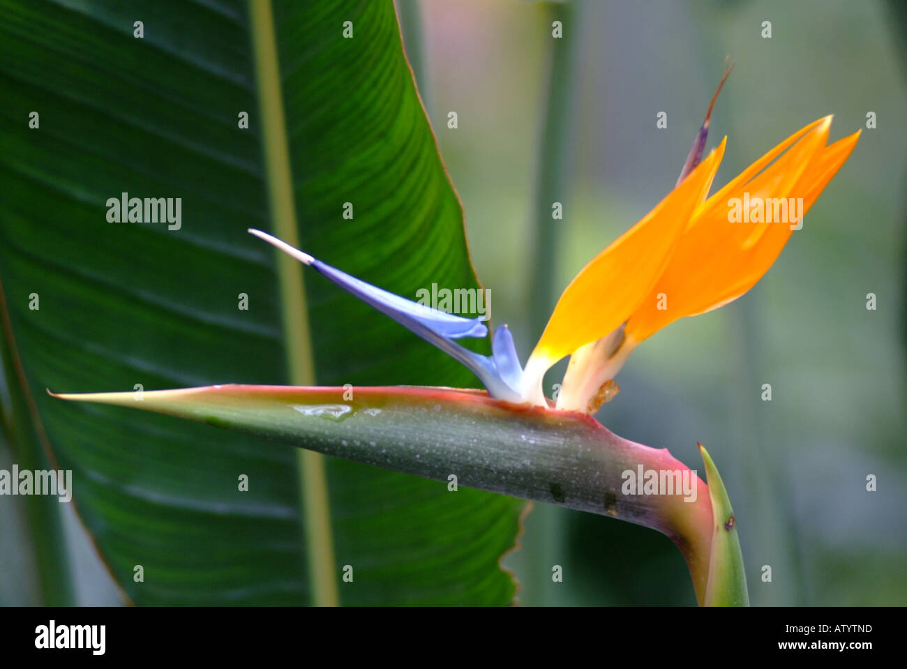 Madrid flower hi-res stock photography and images - Alamy