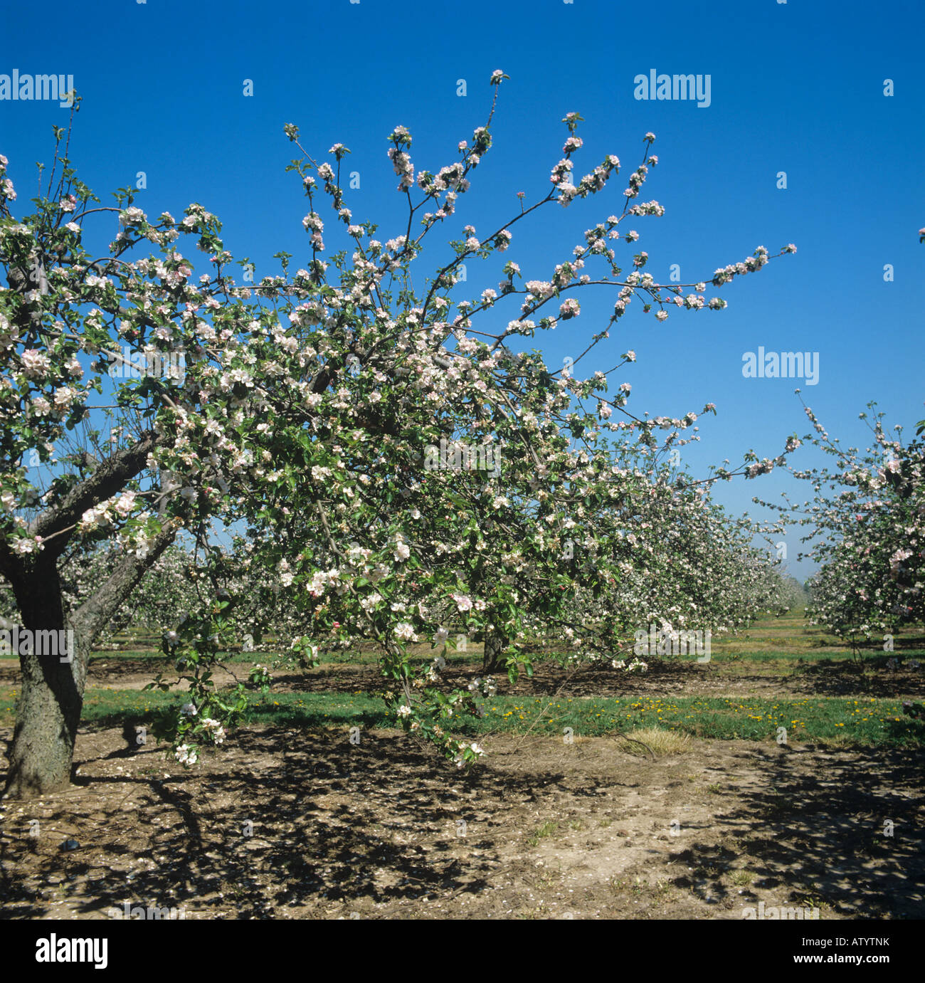Kent orchard hi-res stock photography and images - Alamy