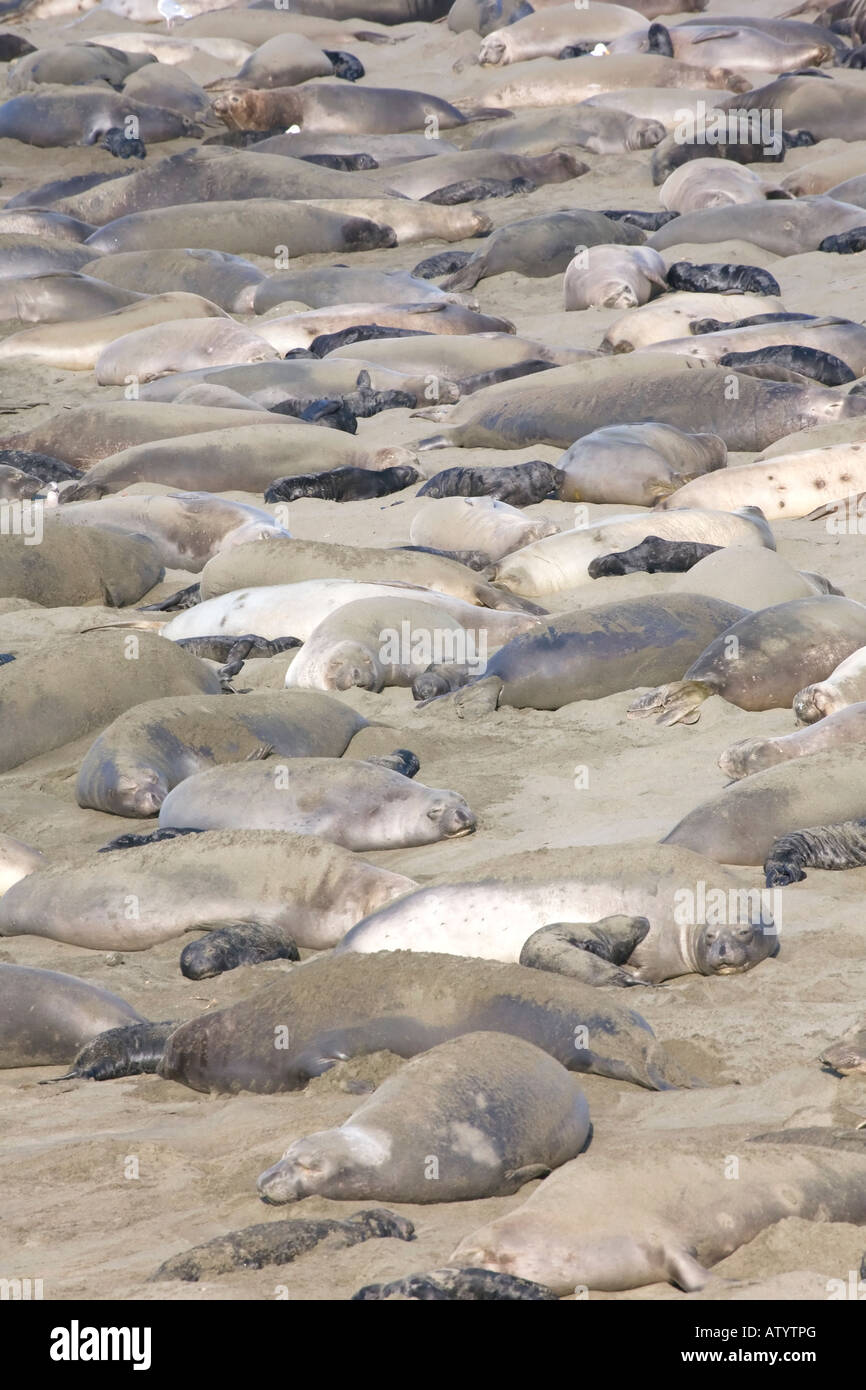 A breeding colony of adult Northern Elephant Seals on a california ...