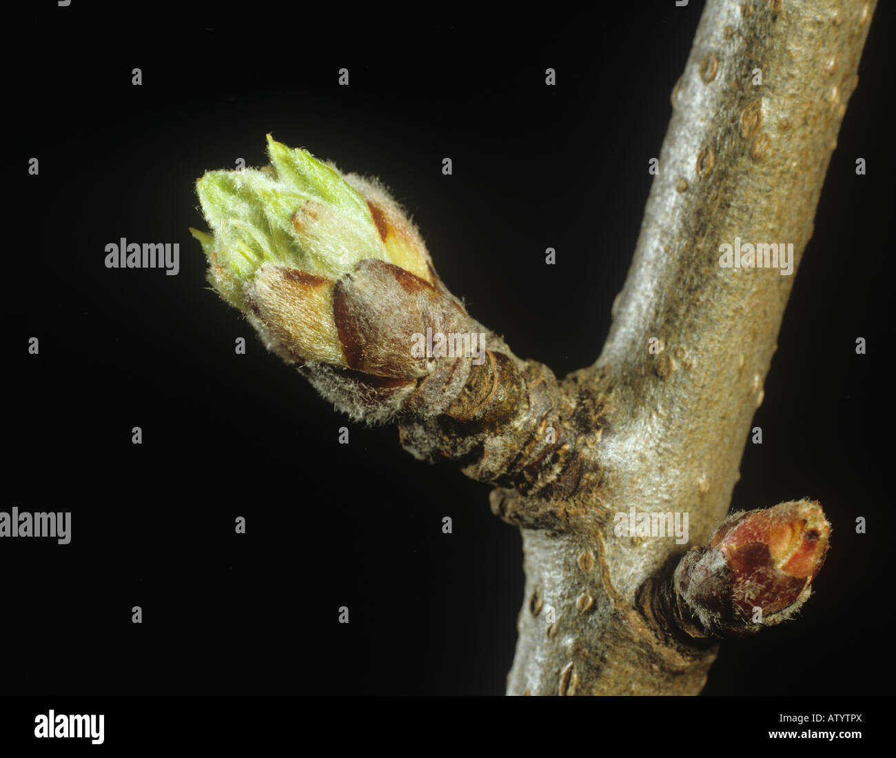 Dormant apple bud in early spring beginning to open Stock Photo - Alamy