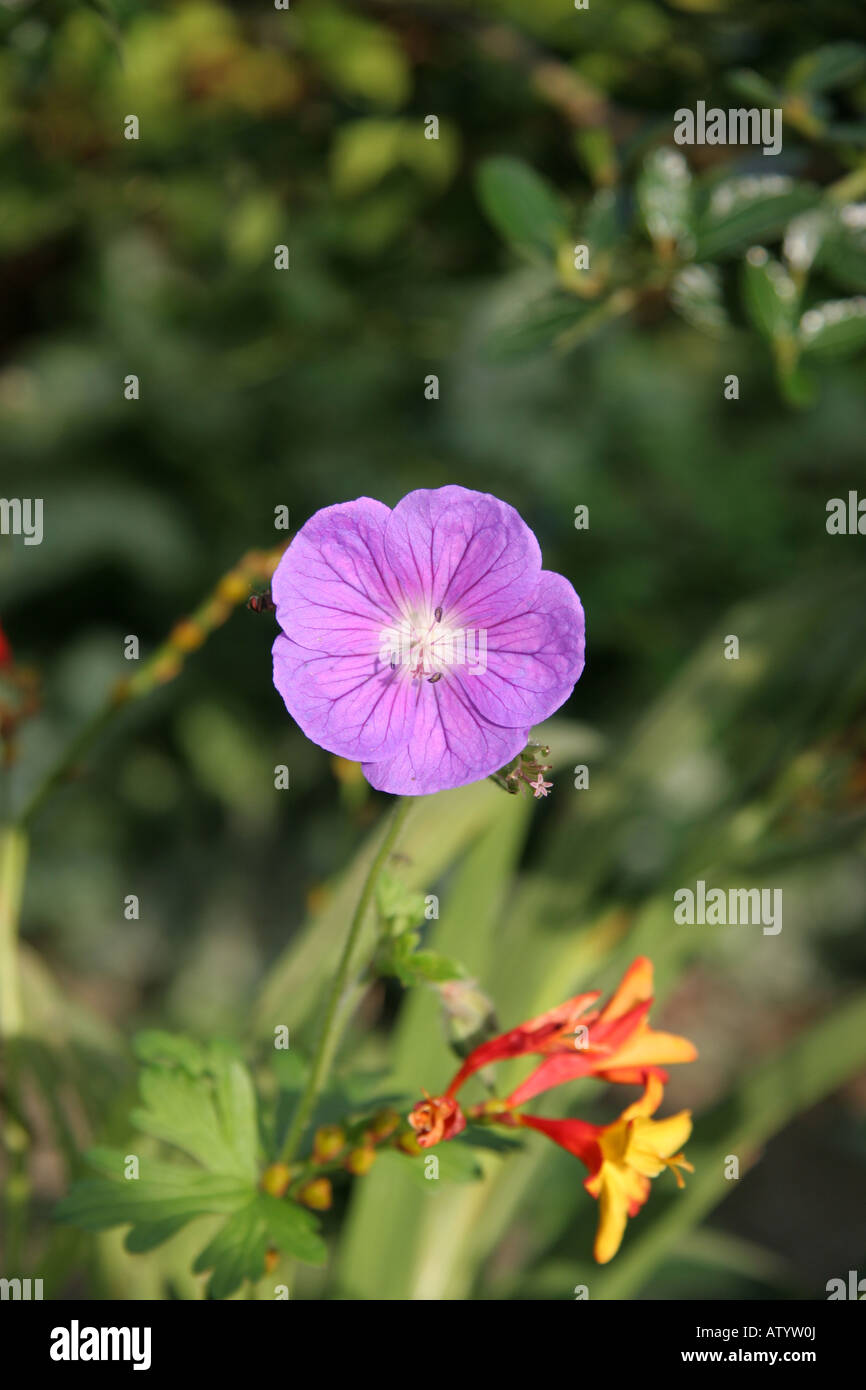 Sinlge hi-res stock photography and images - Alamy