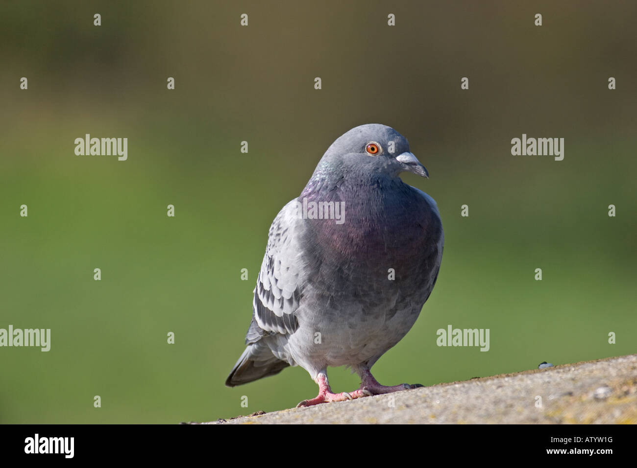 Fat pigeon hi-res stock photography and images - Alamy