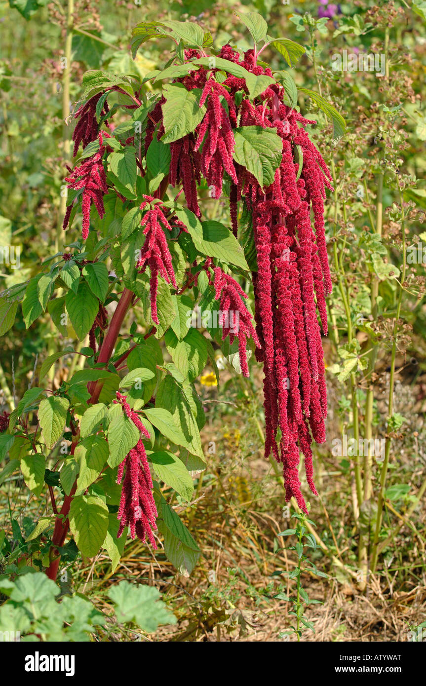 Amaranth (Amaranthus caudatus), flowering Stock Photo - Alamy