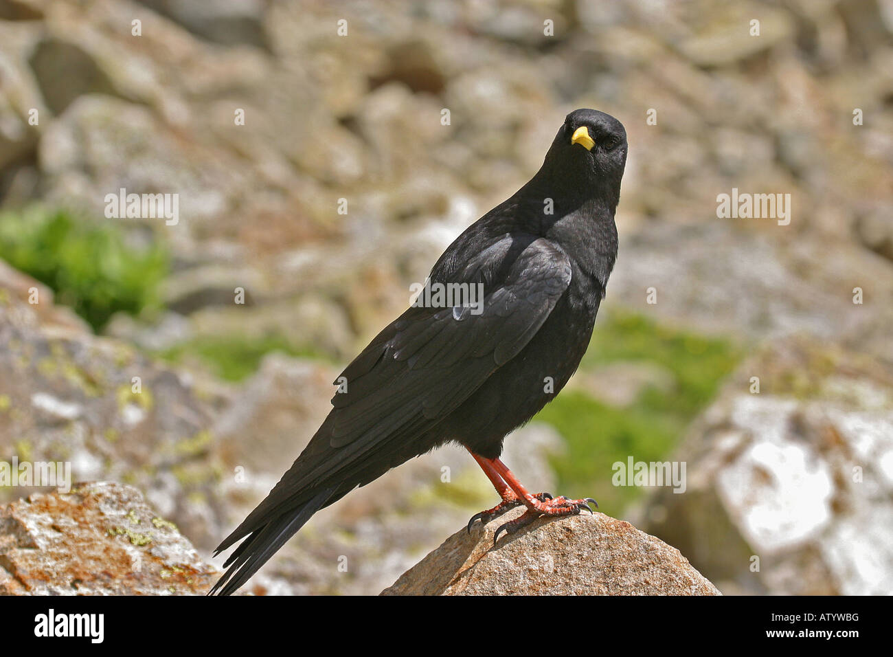 Alpine chough (lat. Pyrrhocorax graculus) full facing Perched on rock ...
