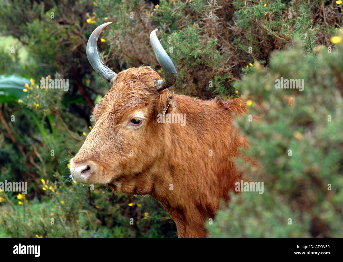 Bull with horns hi-res stock photography and images - Alamy