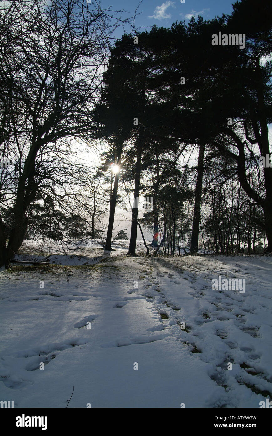 Leith Hill in snow Stock Photo - Alamy