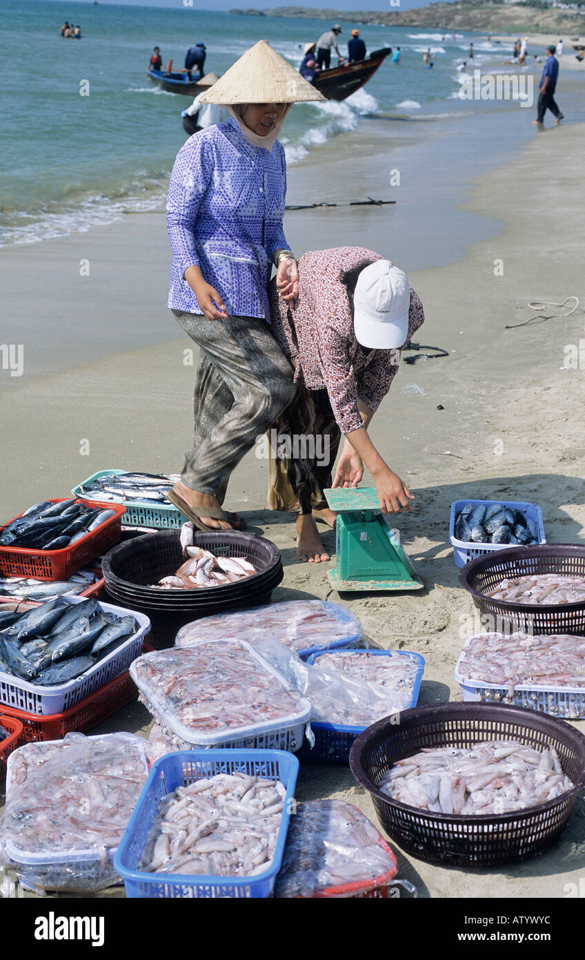 Bringing in and dividing the days catch of fish on the beach at Mui Ne ...