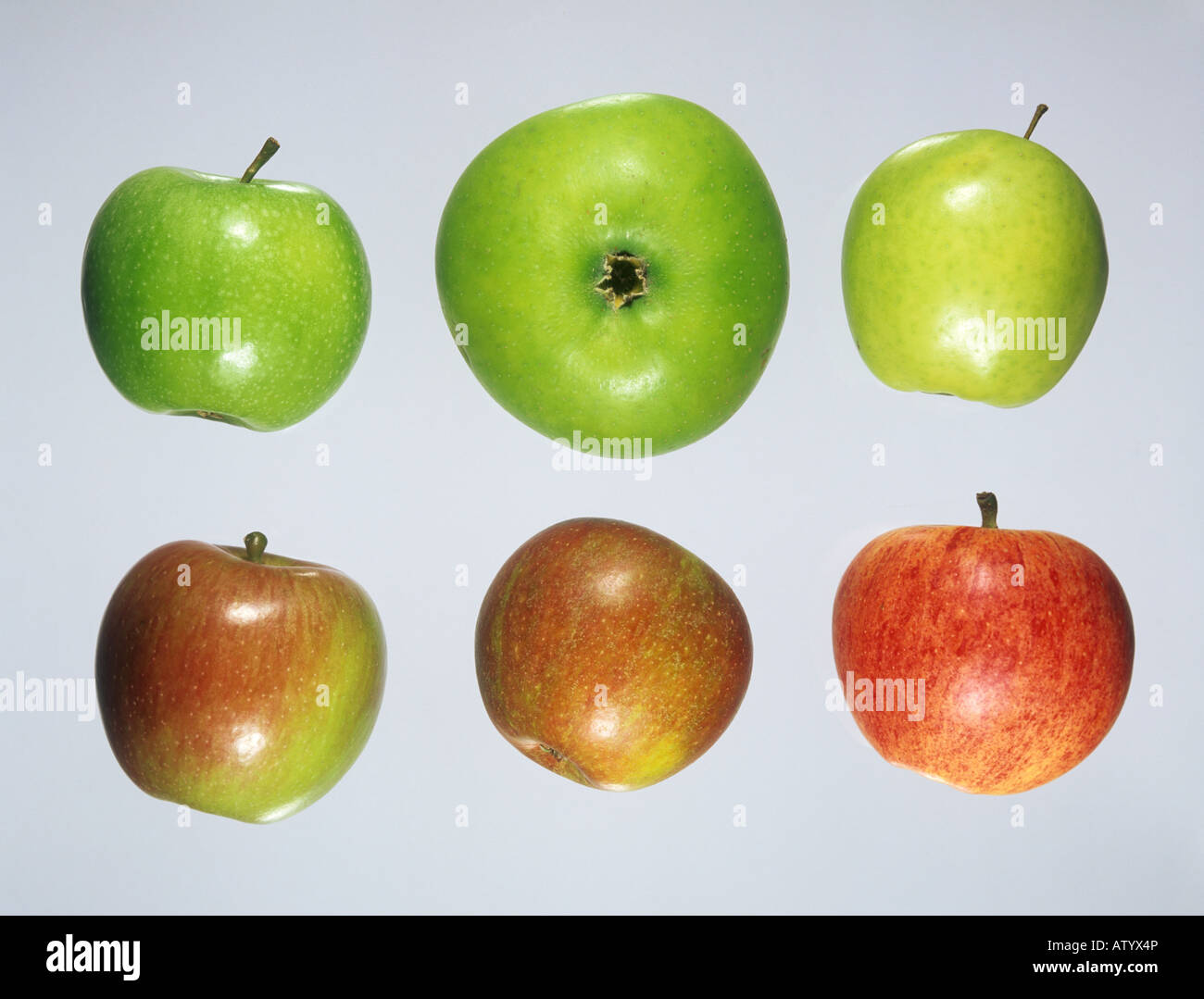 Braeburn Apples Vs Gala at Summer Mathew blog