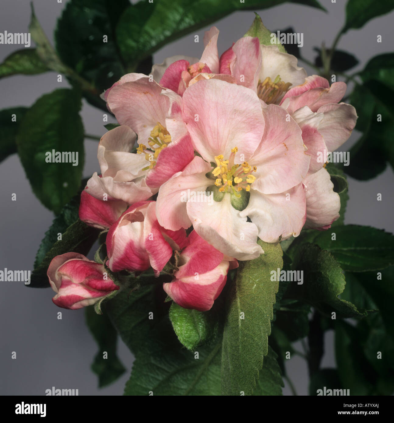 Bramley apple blossom with king flower opening in spring Stock Photo ...