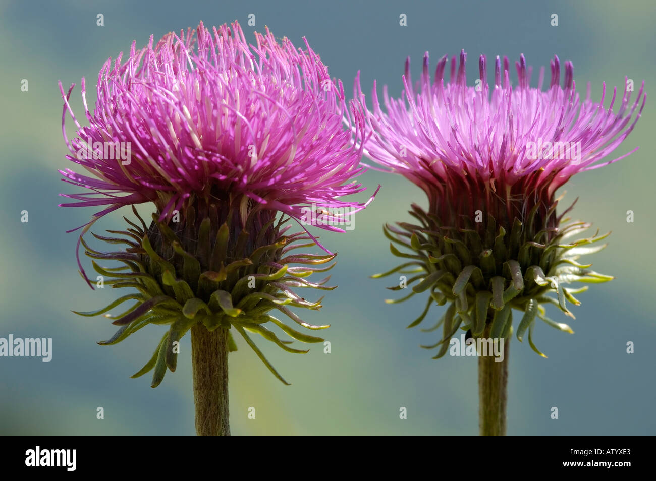 Alpine Thistle Carduus defloratus Stock Photo - Alamy