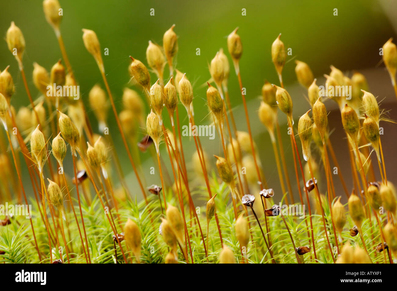Polytrichum Moss Polytrichum commune Stock Photo - Alamy