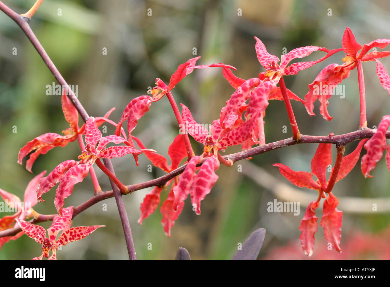 Bella High Resolution Stock Photography and Images - Alamy