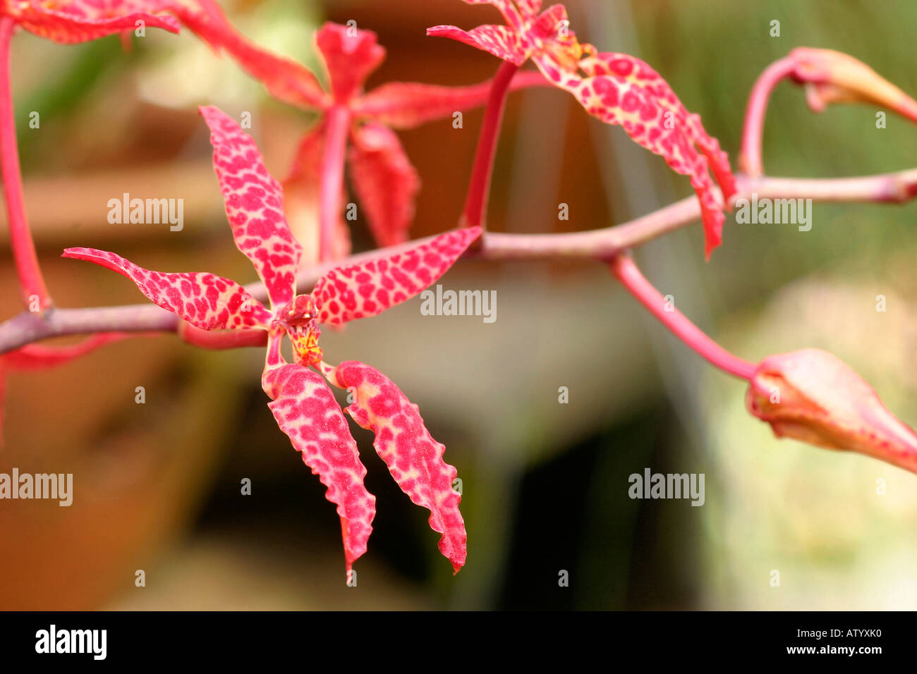 Renanthera orchid hi-res stock photography and images - Alamy
