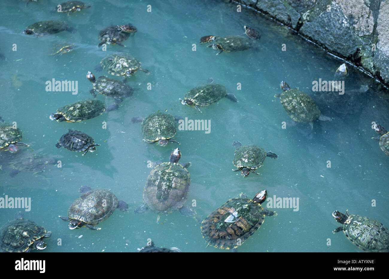 Loads of turtles in a turtle pond Phuoc Hai Tu Pagoda Saigon Ho Chi ...