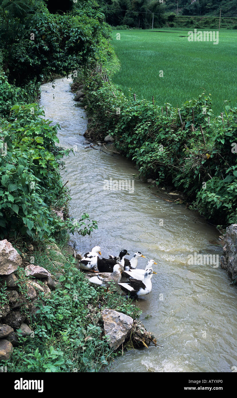 Ducks in a river at the Muong Village near Moc Chau Stock Photo - Alamy