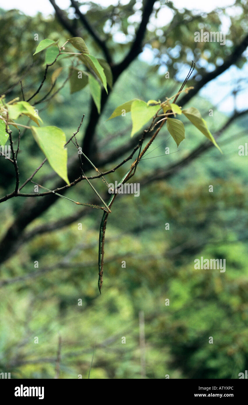 A giant stick insect almost invisable as it hangs from a tree branch at ...
