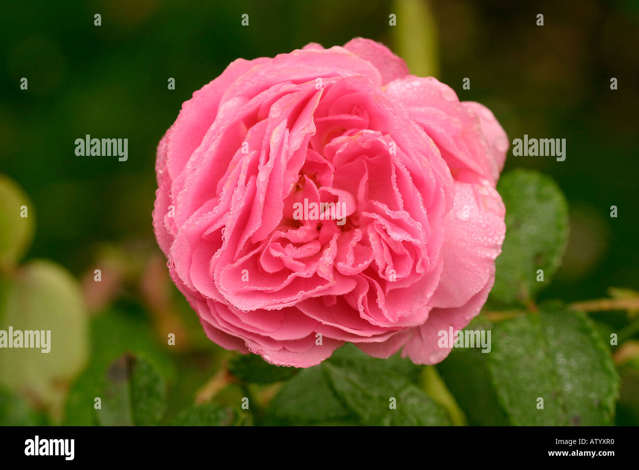Rose Louise Odier Stock Photo - Alamy