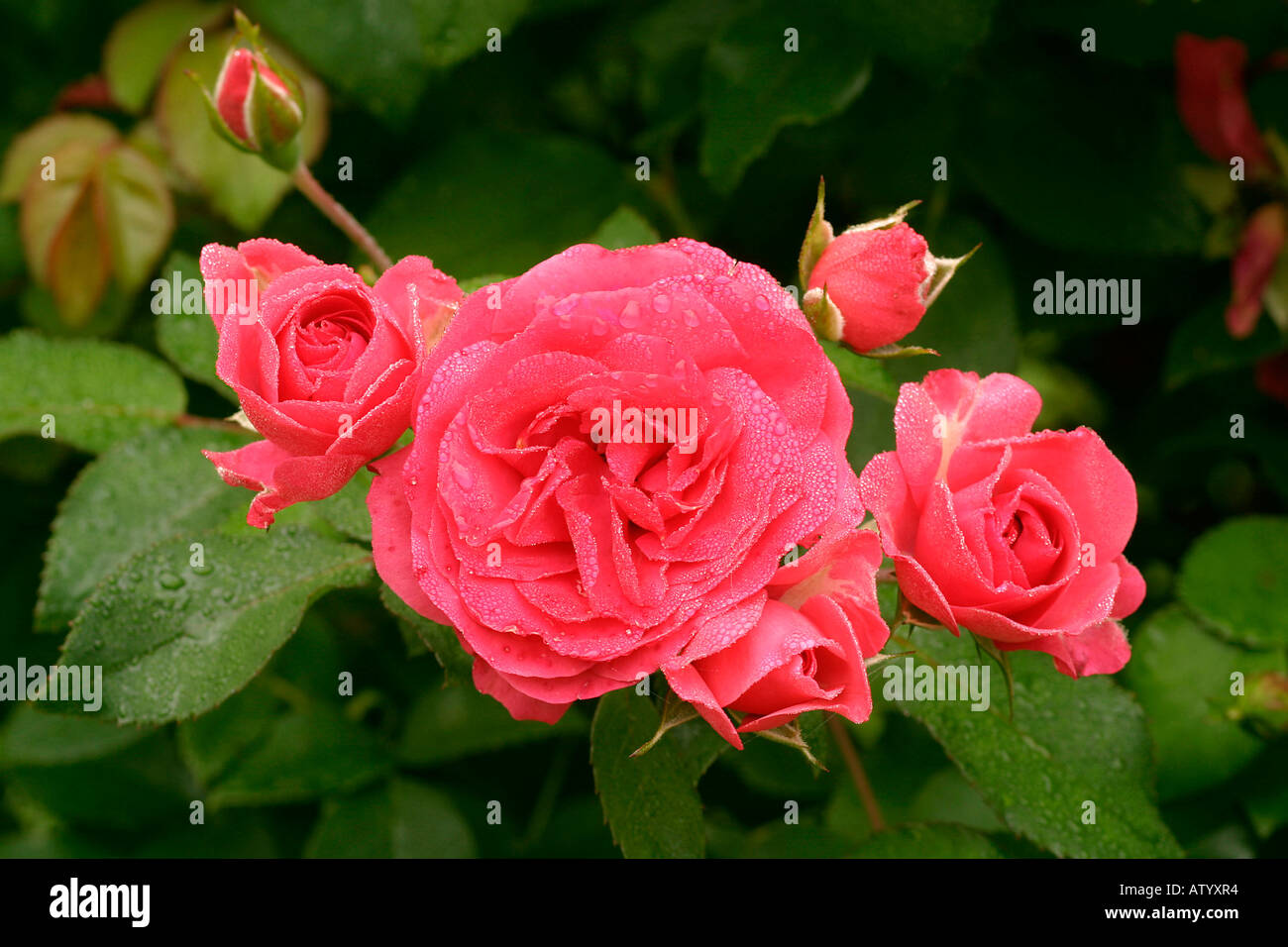 Rosa moderna hi-res stock photography and images - Alamy