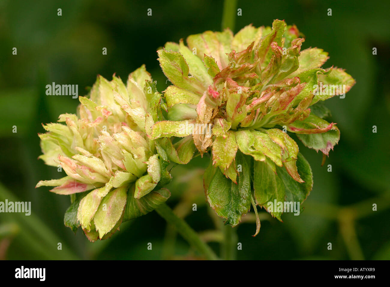 Rosa chinensis viridiflora hi-res stock photography and images - Alamy