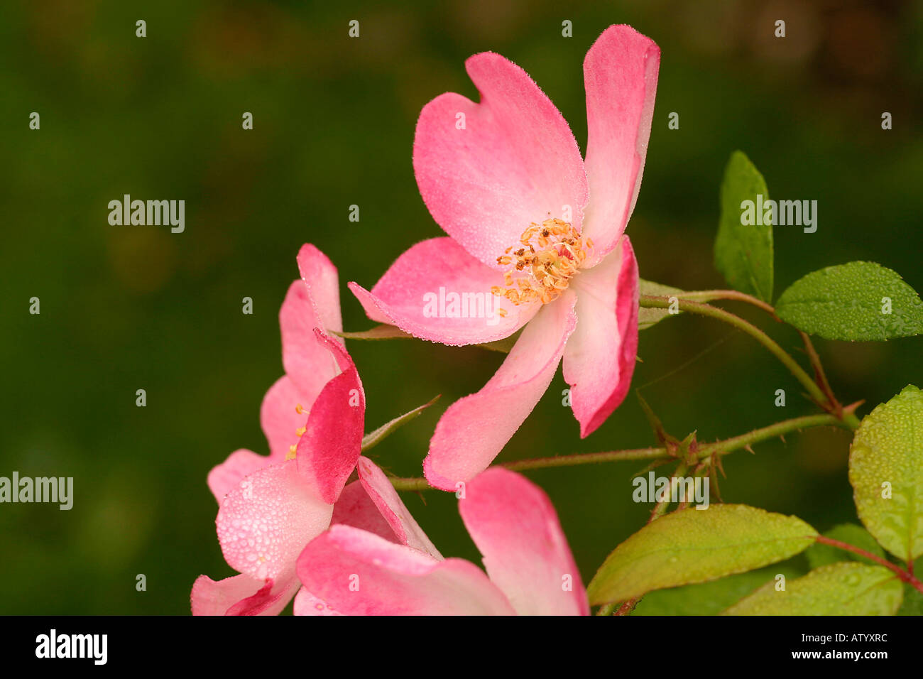 Rose Rosa Rush High Resolution Stock Photography and Images - Alamy