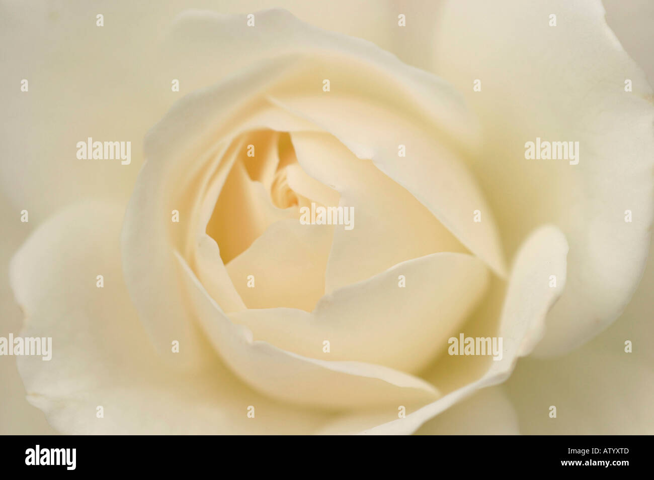 Margaret merrill rose hi-res stock photography and images - Alamy