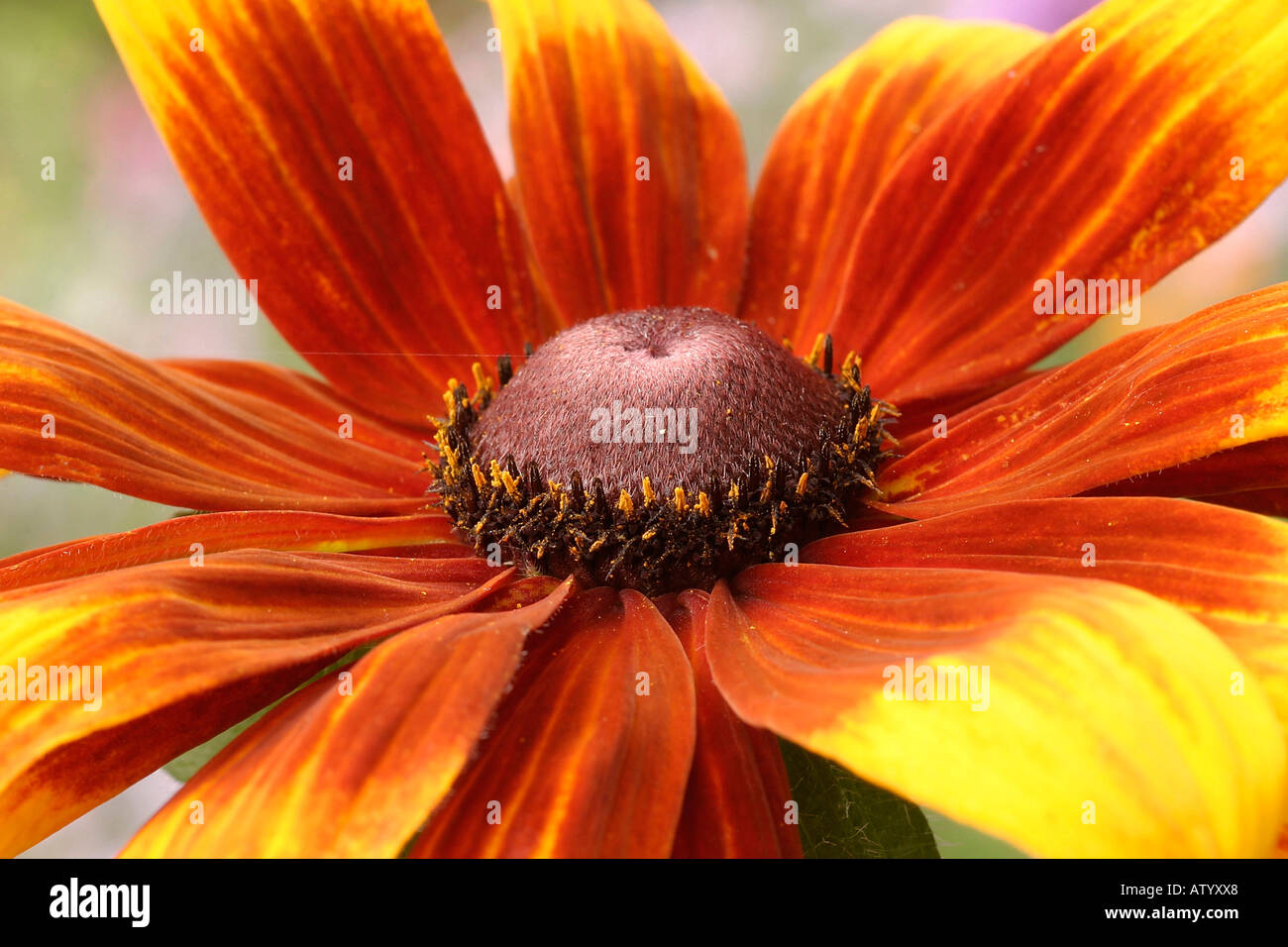 Dwarfsand hi-res stock photography and images - Alamy