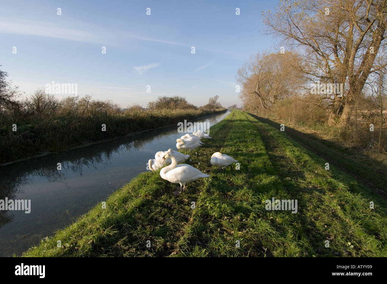 Swans by Swaffham Bulbeck Lode, Waterbeach, Cambridgeshire Stock Photo ...