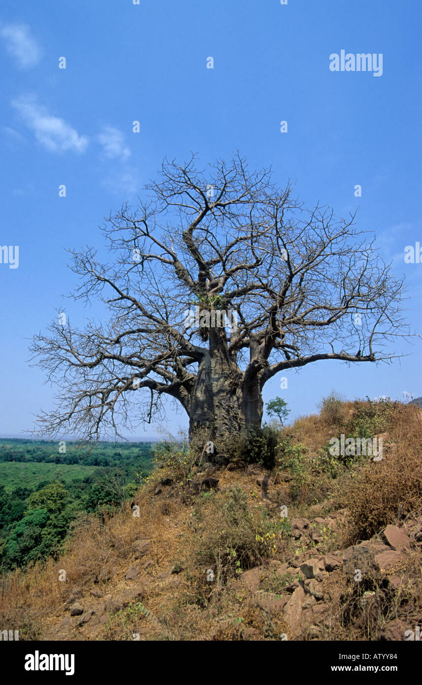 Baobab tree Tanzania Stock Photo - Alamy