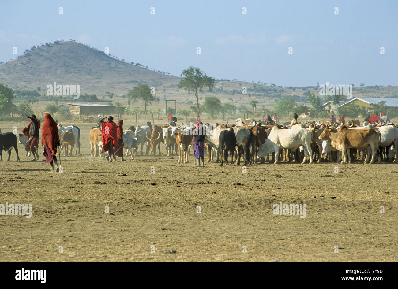 Maasai cattle market, near Arusha, Tanzania Stock Photo - Alamy