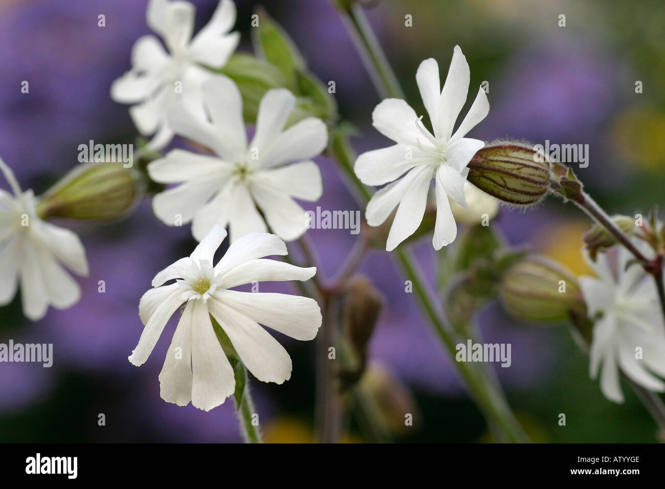 Silene album hi-res stock photography and images - Alamy