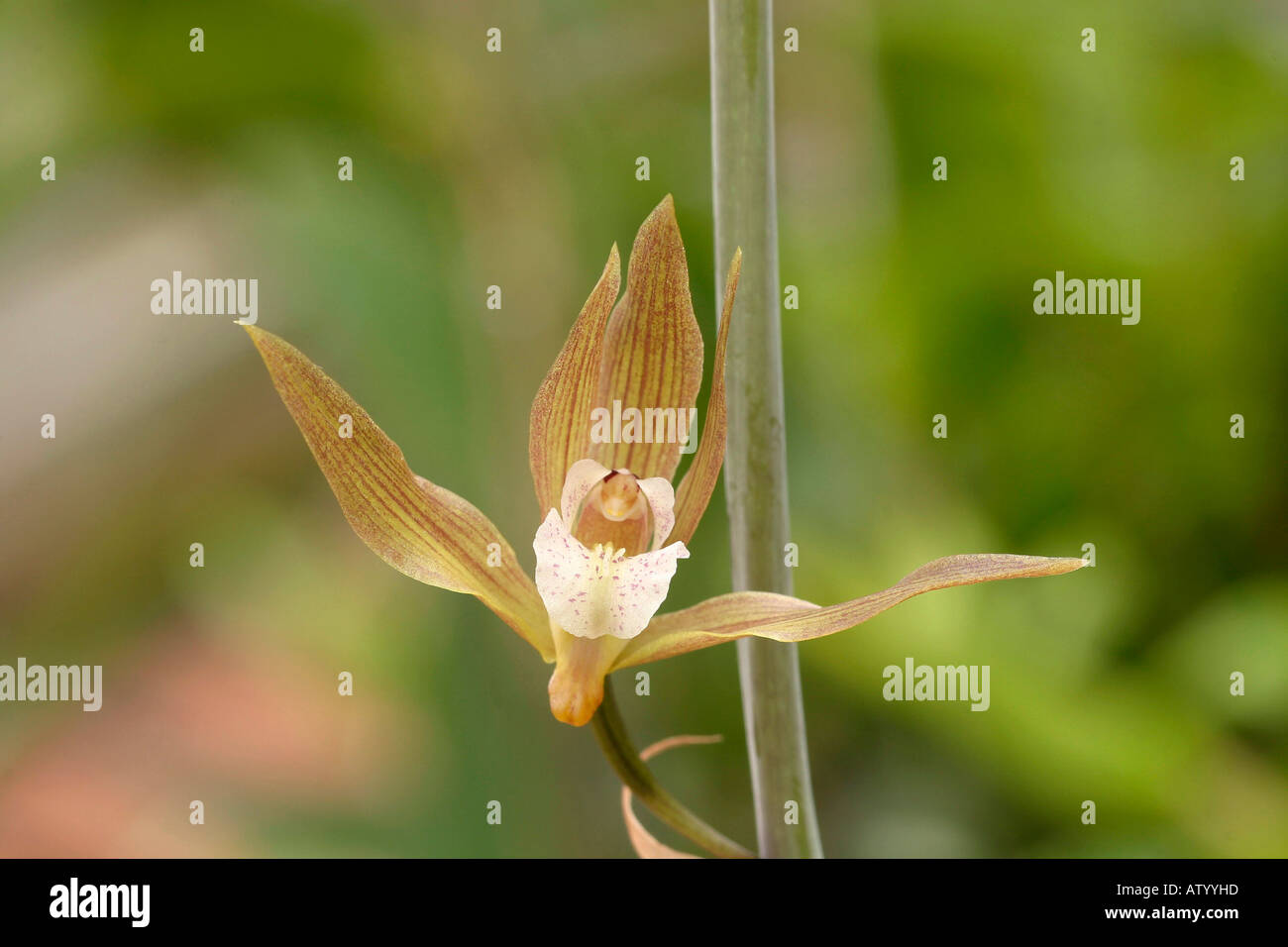 Tainia hi-res stock photography and images - Alamy