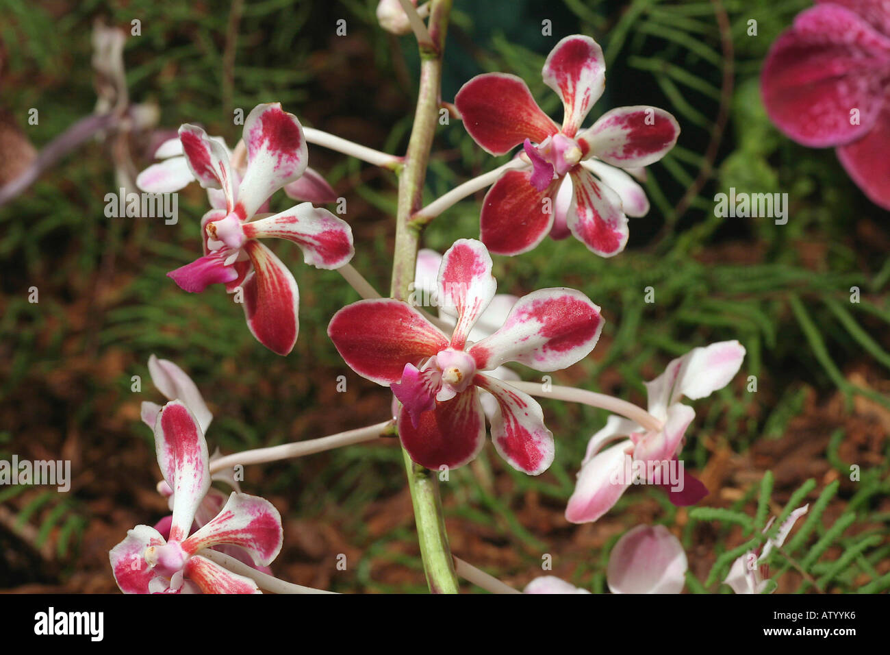 Vanda hi-res stock photography and images - Alamy